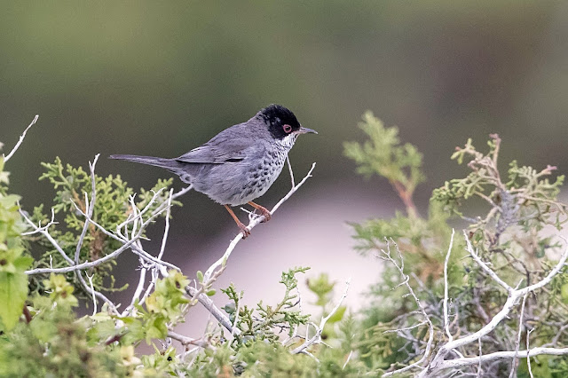 Cyprus Warbler, Photos from Spring 2018 | Focusing on Wildlife