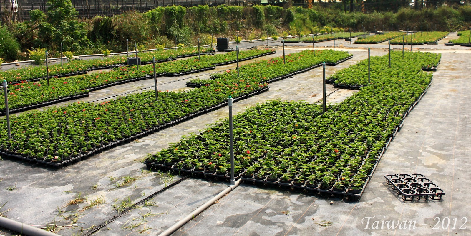 Estudiando Agricultura en Taiwán: Un Vivero de Plantas de Exterior en ...