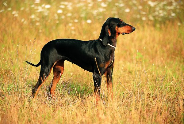 dog side stories: Segugio Italiano (Ιταλικό Σεγκούτσιο κοντότριχο)