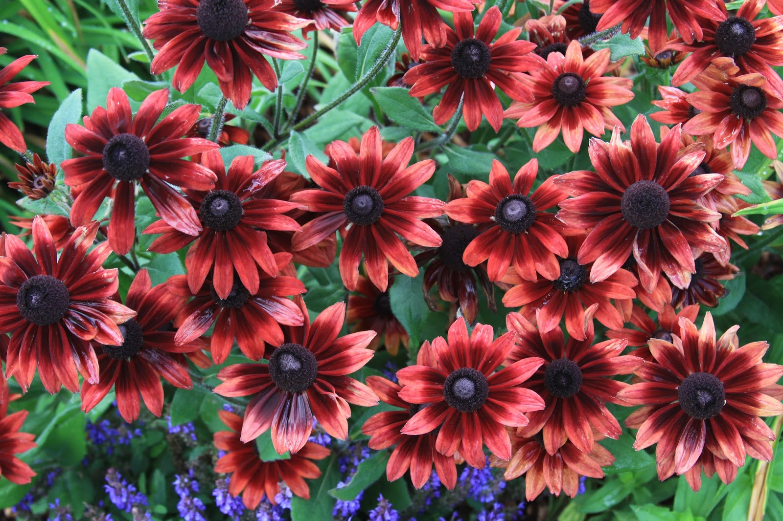 Love those Rudbeckias! - Susan's in the Garden