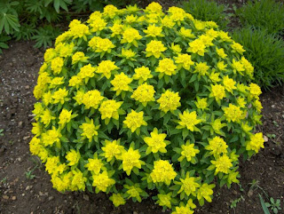 Deep Roots Garden Design Blog: What is that 'Yellow' mound?