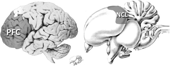 How birds think: Bird brains are different - An introduction to the blog