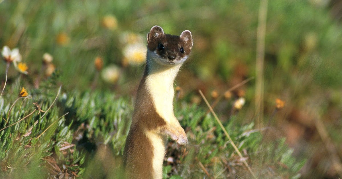 Weasel