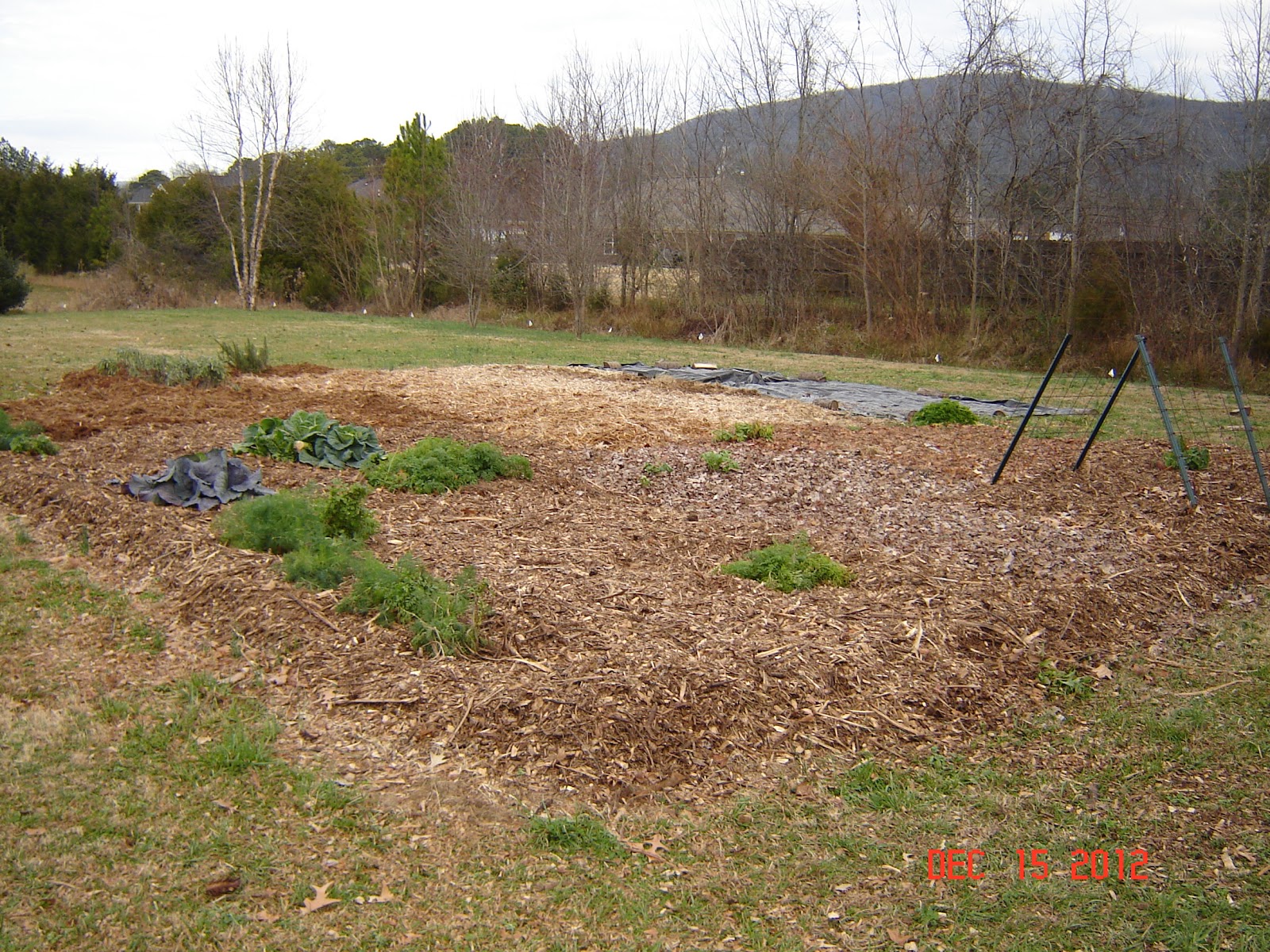 Hoe-Made: Chicken tractor & weedless gardening