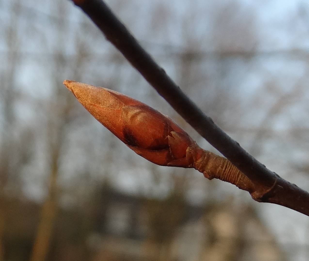 oog voor de natuur: Knoppen van beuk