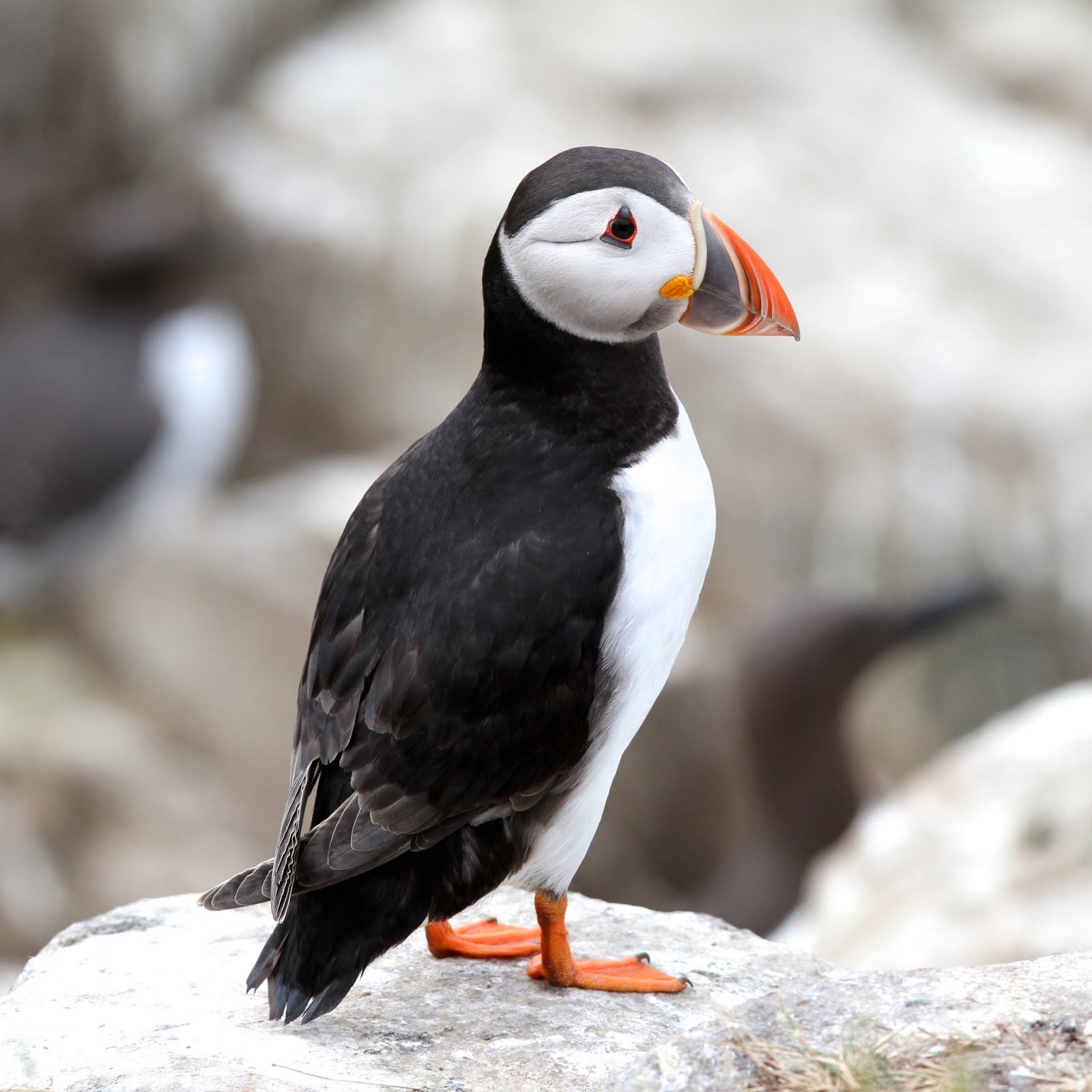 TrogTrogBlog: Bird of the week - Puffin