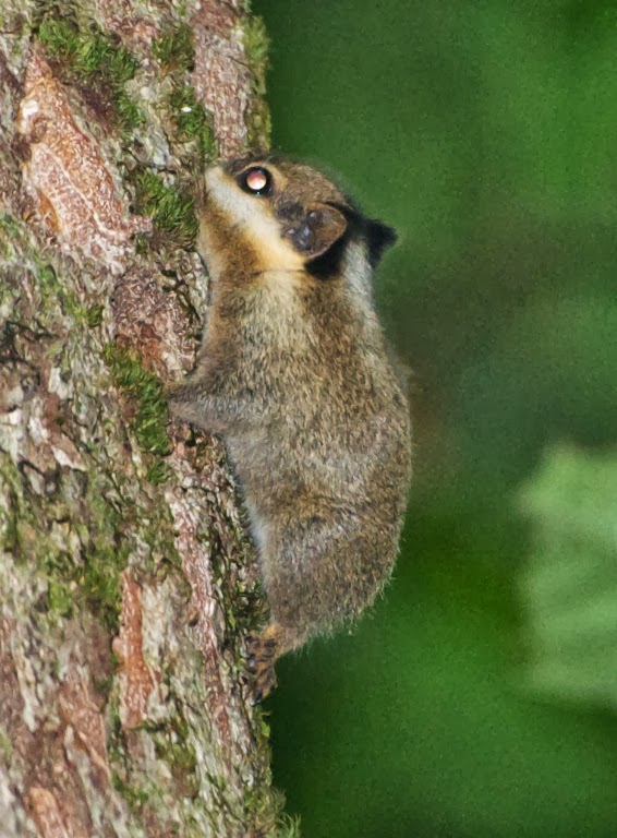 A Wandering Naturalist: Sarawak: Snake Hunting, Without Snakes