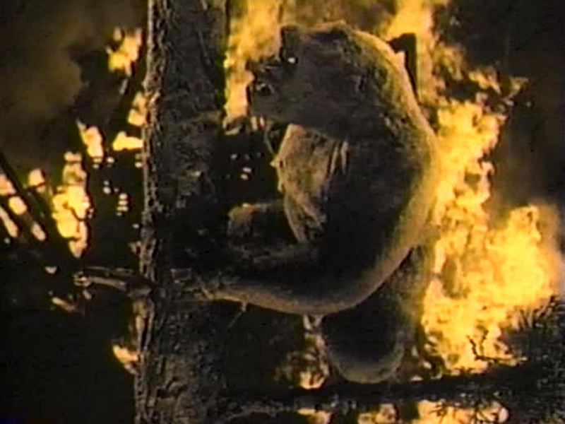 13: MIGHTY JOE YOUNG In Color / Argosy Pictures - 1949