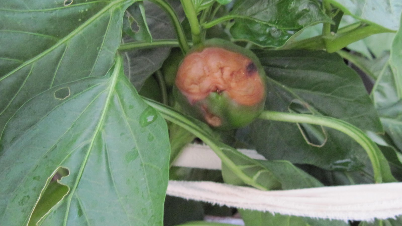 Central Virginia Organic Gardener: Sun Scald