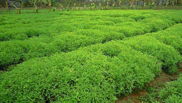Stevia Farming: Stevia Contract Farming