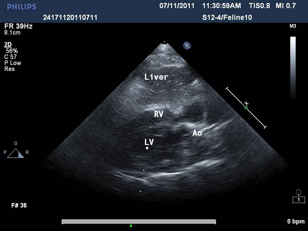 Animal Ultrasound Clinic: Pericardioperitneal Diaphragmatic Hernia in a ...