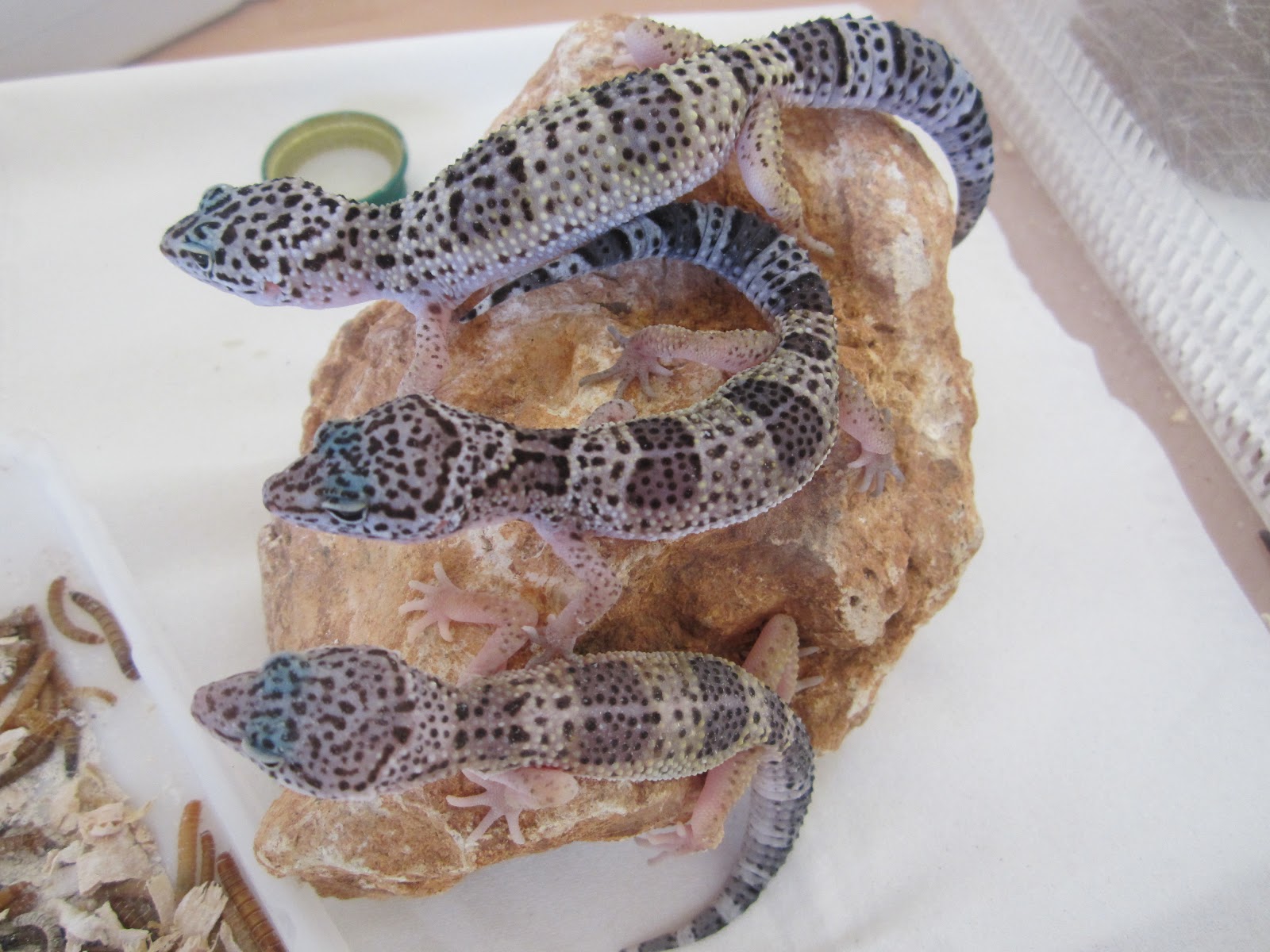 PLANET GECO LEOPARDINO & CO. : FOTO BABY 2012