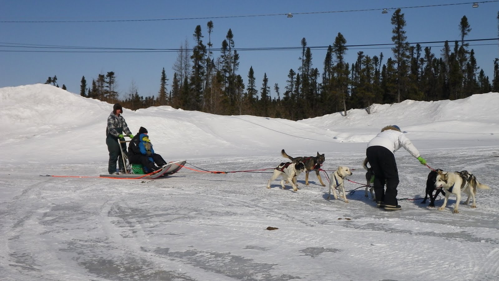 Labrador City Adventure: Dog Sledding