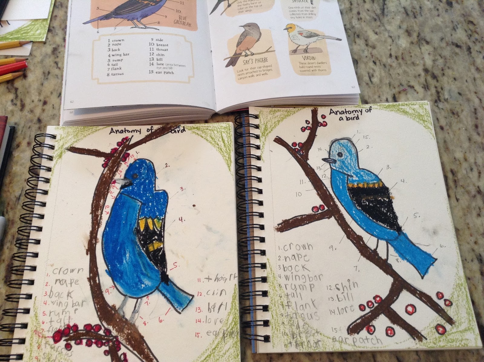 TeacherMomPlus3: Nature Study: Birds