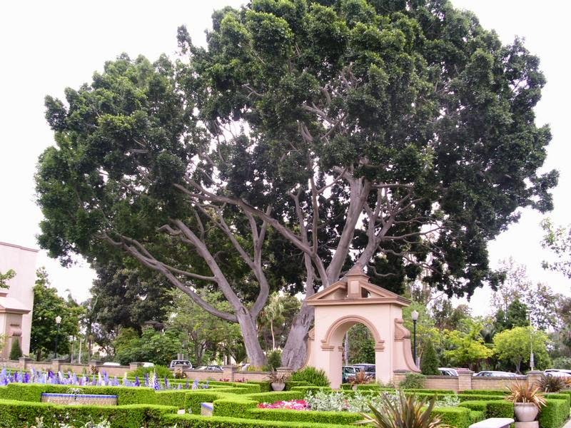 Balboa Park Trees San Diego | National Park