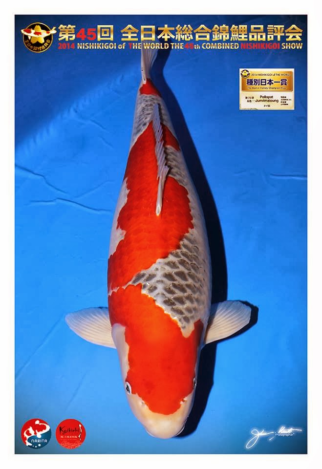 KOIKICHI FISH FARM: THE 45th ALL JAPAN COMBINED NISHIKIGOI SHOW 2014