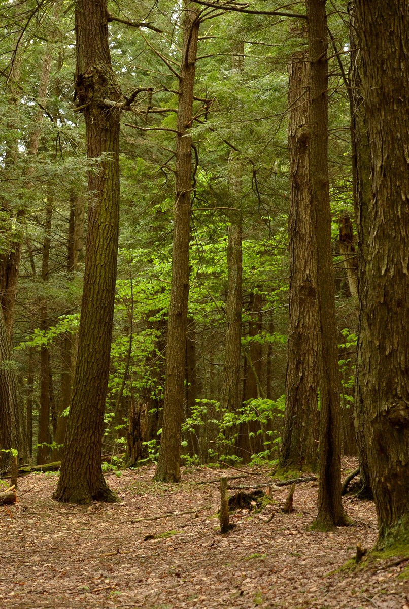 Woods Walks and Wildlife: Mid-May Birds, Bugs, and Flowers