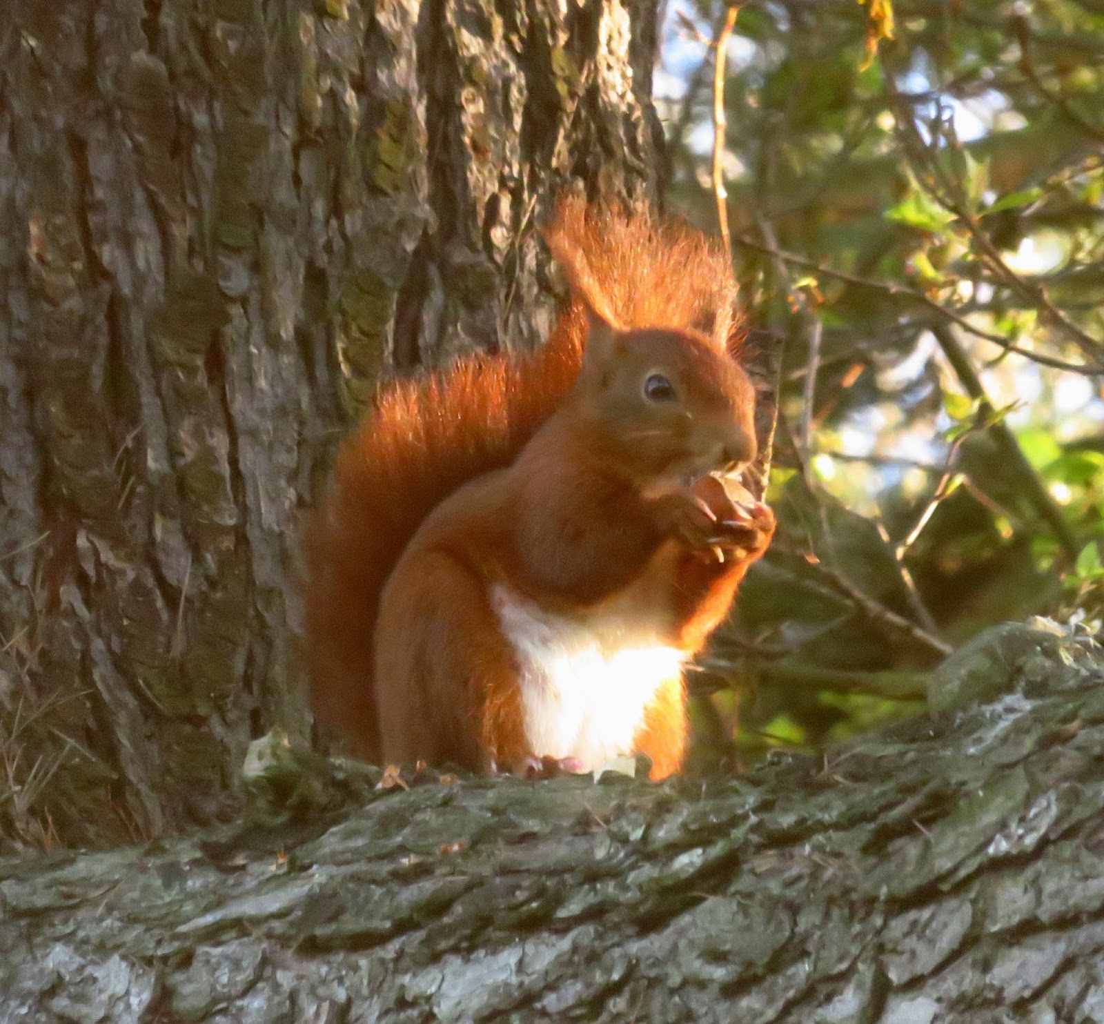 MERSEA WILDLIFE: SQUIRREL SHOW