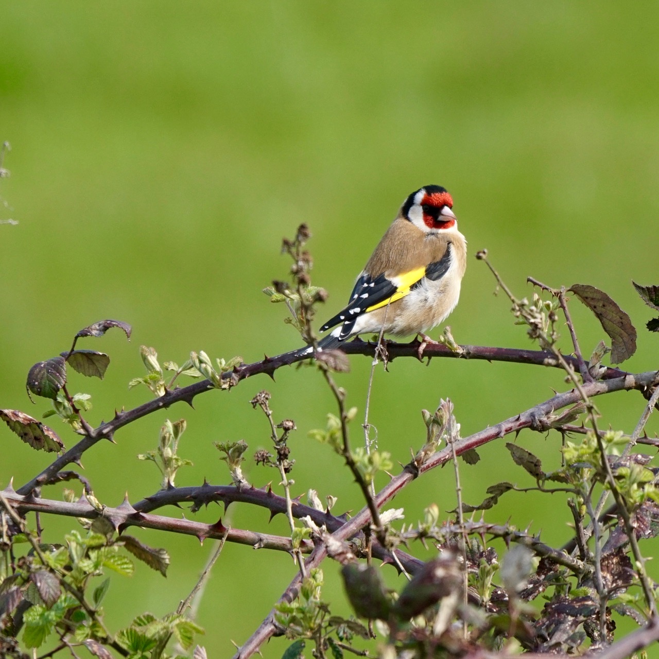 Roy's Nature Logbook: Goldfinch - Common Species Series
