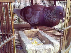 merpati: INFO TENTANG BURUNG MERPATI