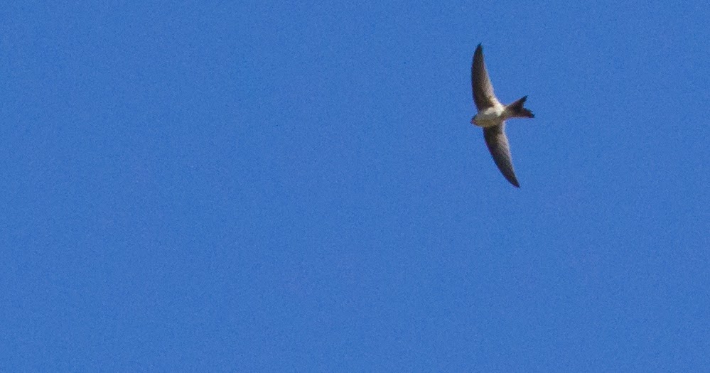 mis fotos de aves: Aeronautes andecolus Vencejo Blanco Andean Swift