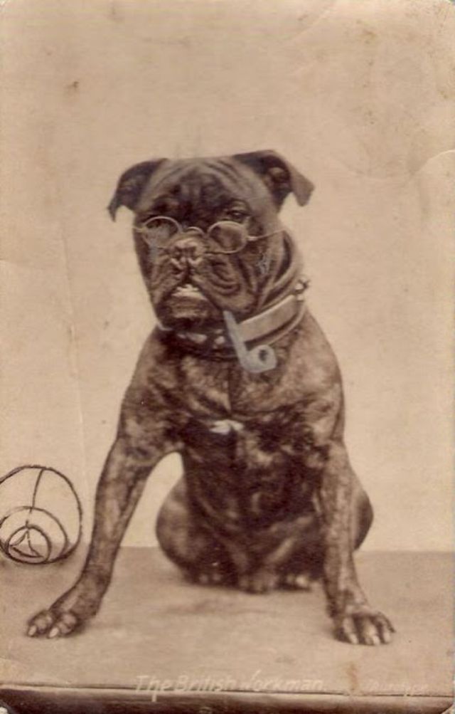 27 Outrageous Vintage Photographs of Dogs Smoking Pipes ~ Vintage Everyday