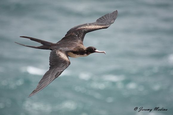 Birding Is Fun!: Kilauea Point National Wildlife Refuge