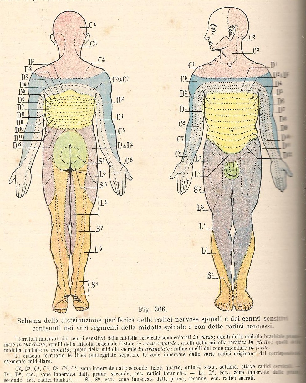 TERAPII ALTERNATIVE: REFLEXOTERAPIA