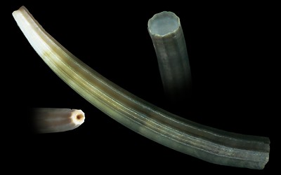 Variety of Life: Dentalium