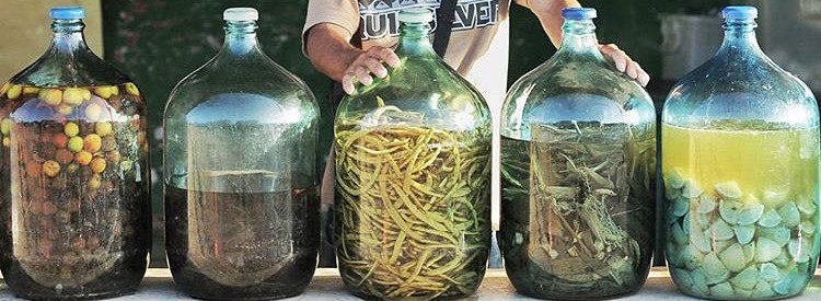 Como se Hace el Cocuy de Penca