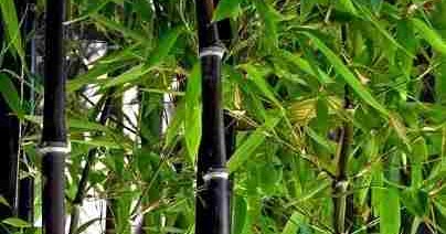 Sítio Prosperidade: BAMBU NEGRO - Phyllostachys nigra