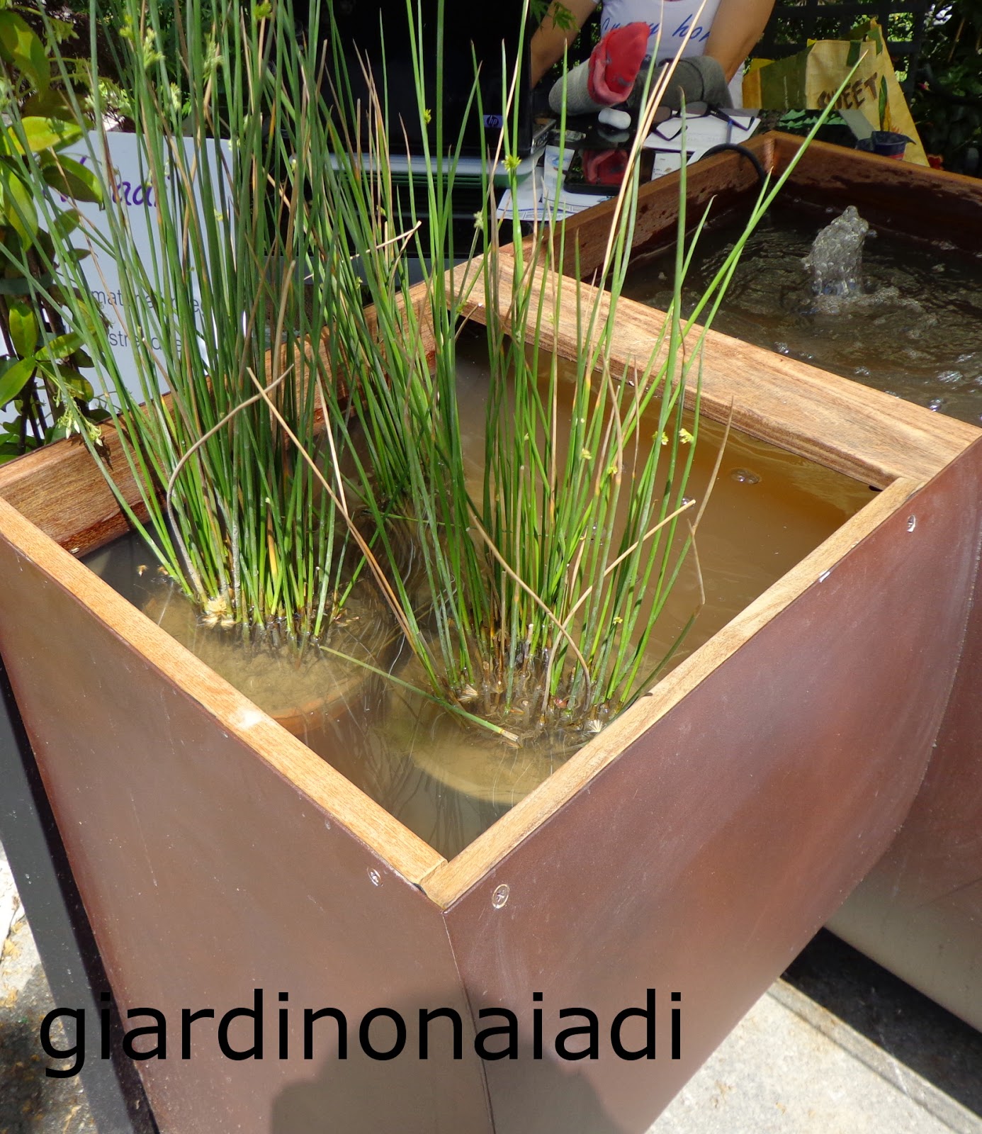 Il giardino delle Naiadi: LA FLESSUOSITA' DEL GIUNCO, JUNCUS EFFUSUS
