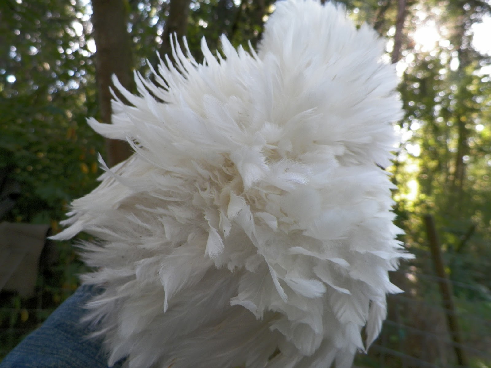 From Cedar Pond to Laughing Dove Farm : The Trouble With Tribbles..