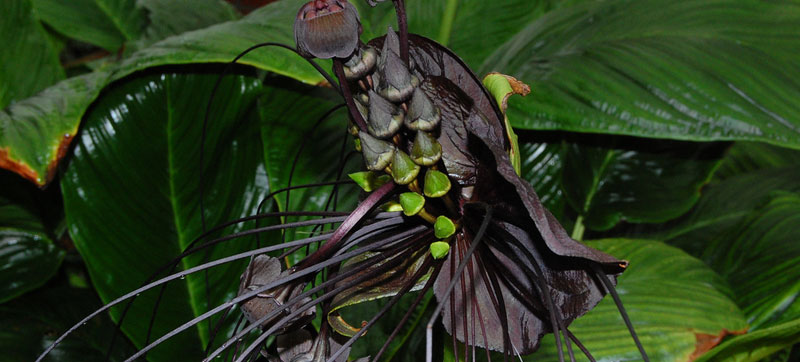 What To Love: Killer Plants