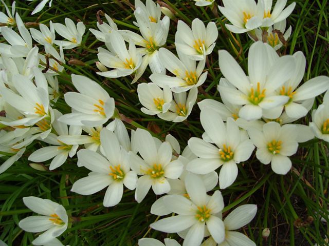 Berbunga Hatiku: Bunga Rain Lily , Bunga Hiasan Renek yang Cantik