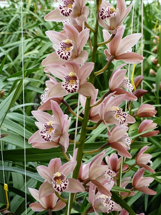 Cymbidiums: Varieties