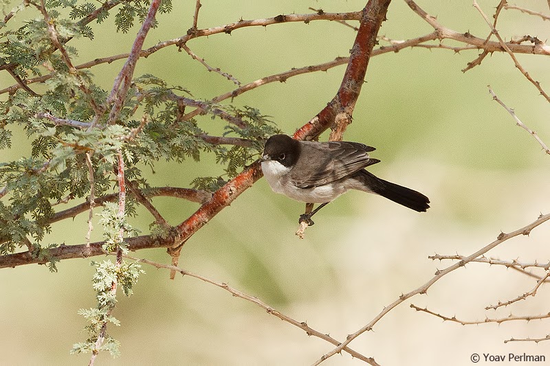 Yoav Perlman - birding, science, conservation, photography: Arabian ...