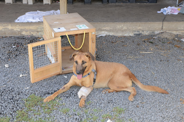 Small Animal Talk: Interview with Dr Michelle Gray, volunteer ...