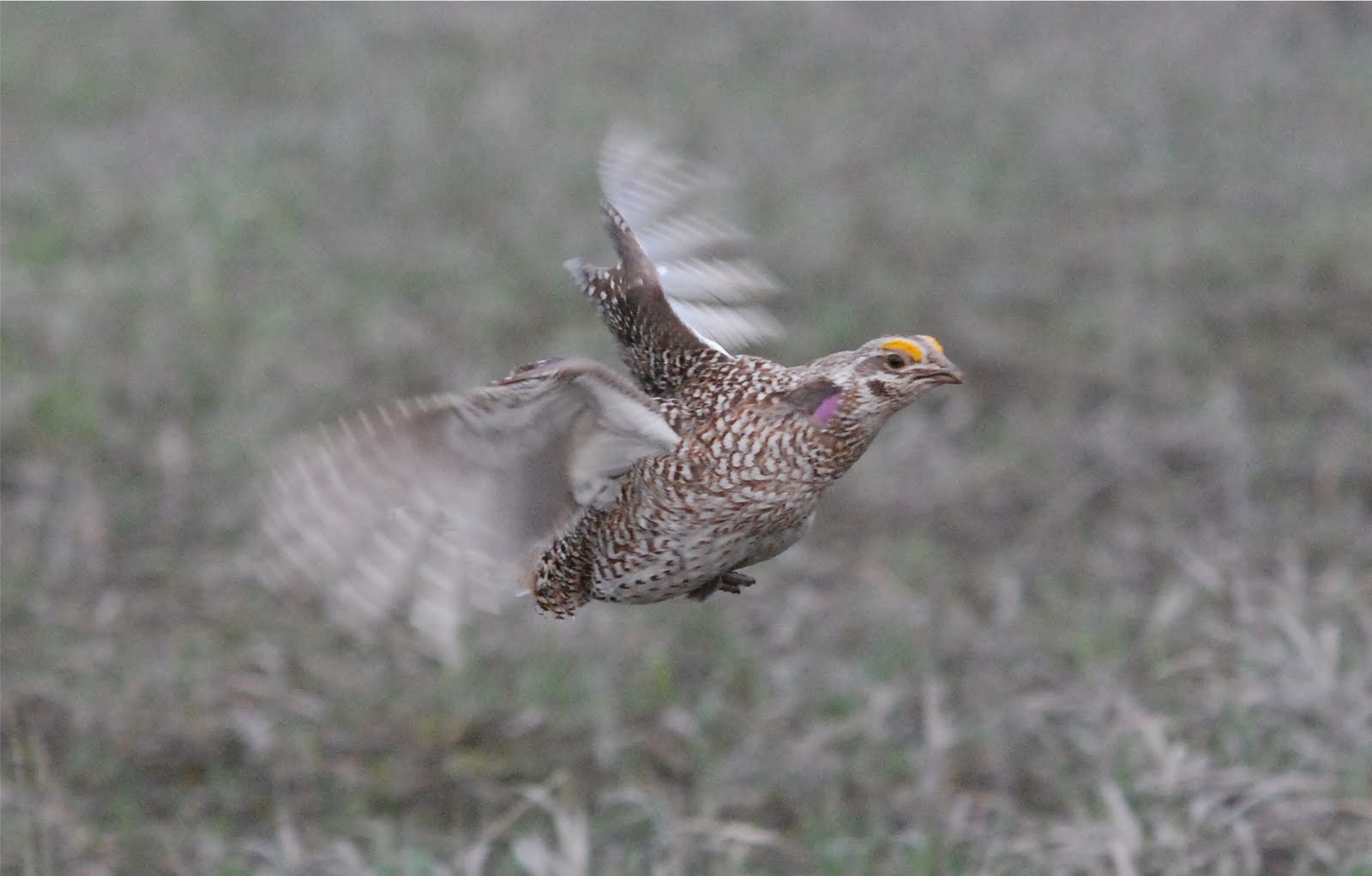 Birds of Madison County: Sharp-tailed Grouse active on their leks