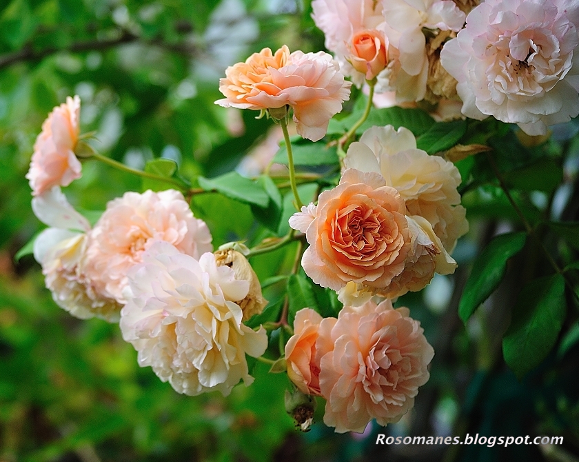 A Rose is a Rose...: Rose Alphabet: A and B