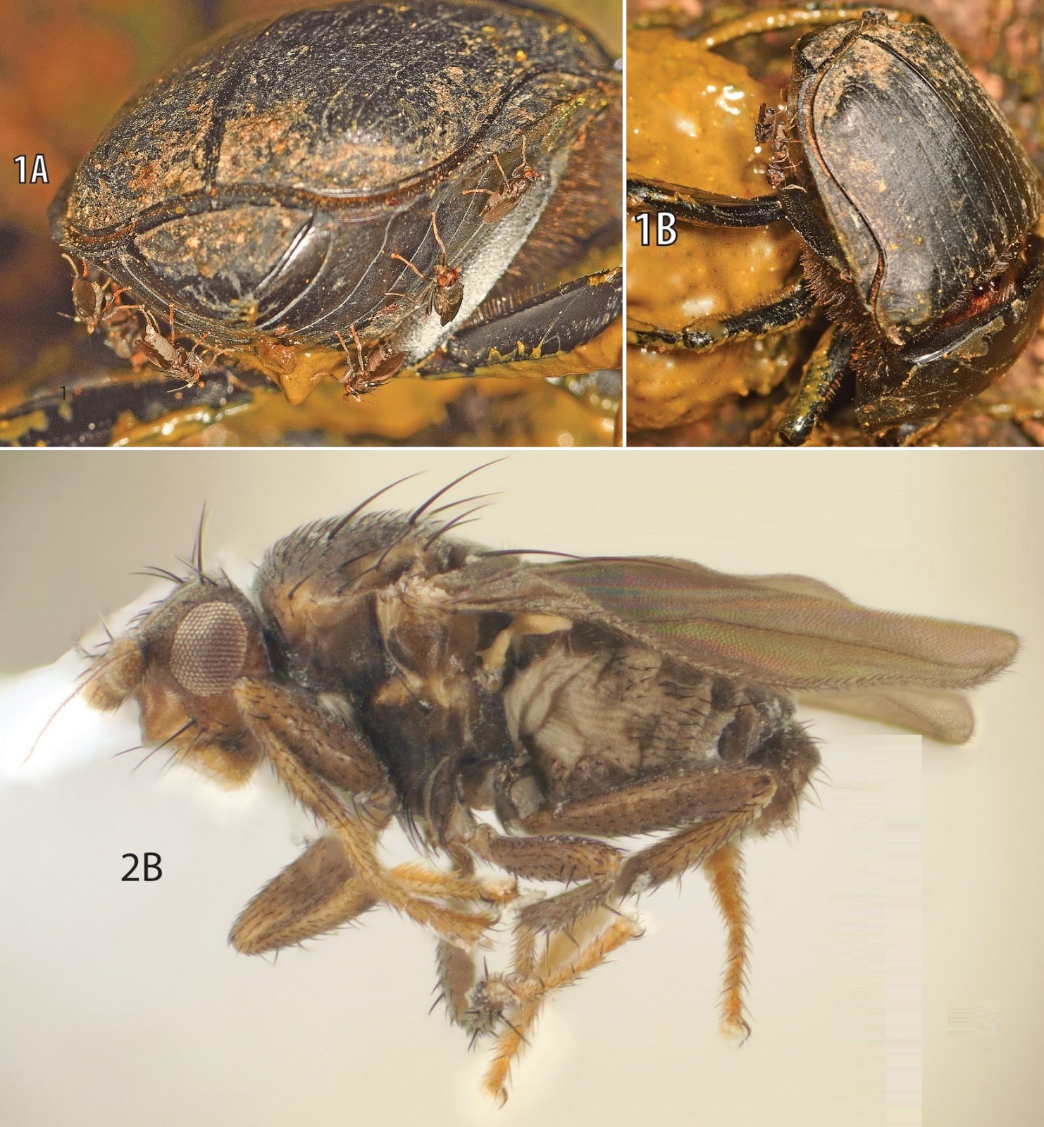 Species New to Science: [Entomology • 2019] Coprosylia bisetosa • A New ...