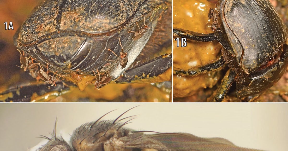 Species New to Science: [Entomology • 2019] Coprosylia bisetosa • A New ...