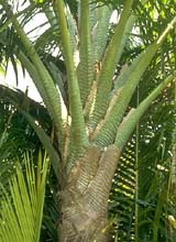 BUDIDAYA TANAMAN SAGU – Jati.id