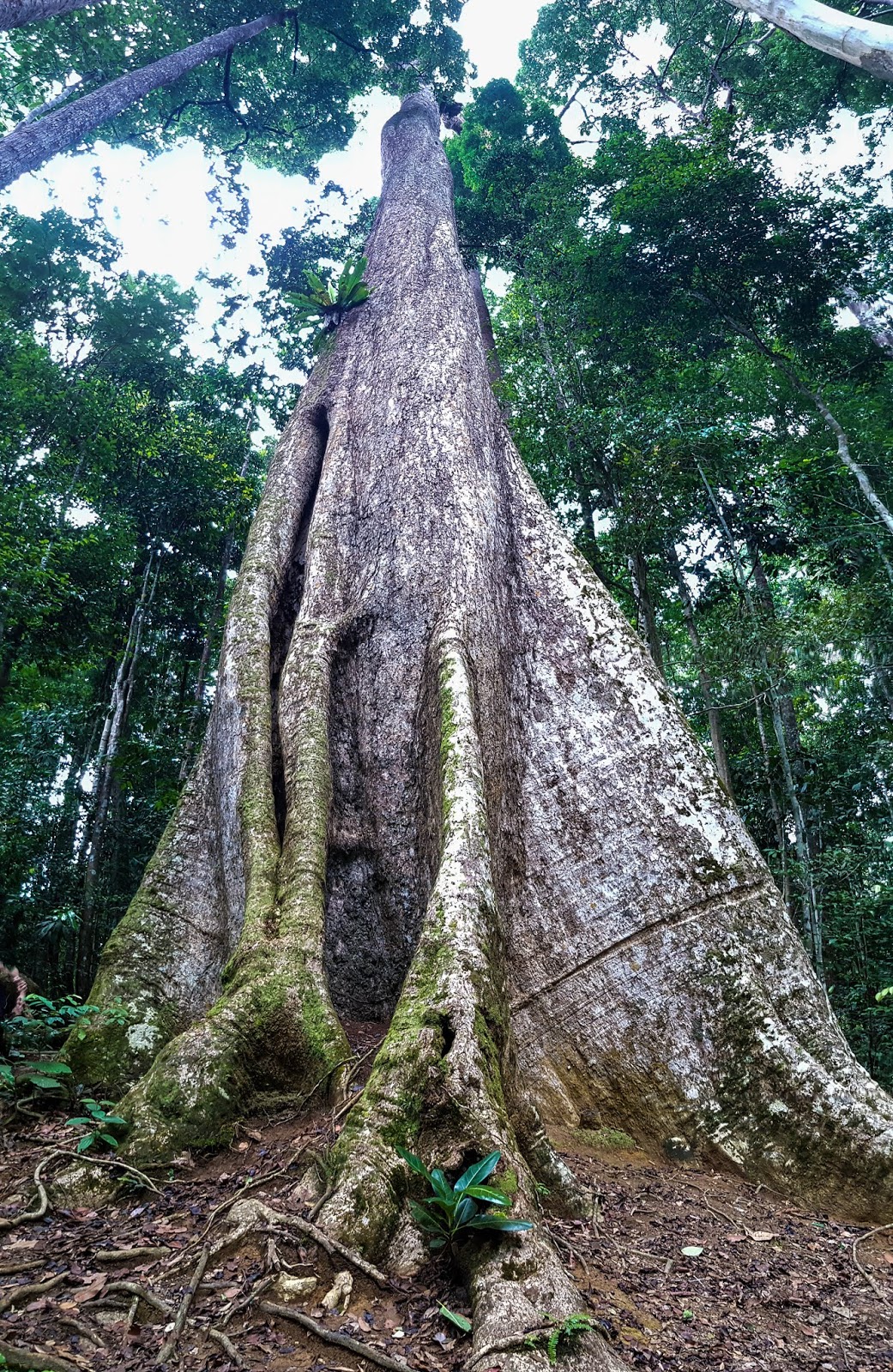 Sungai Bantang Waterfall : The Hunt For An Ancient Tree & A Natural ...