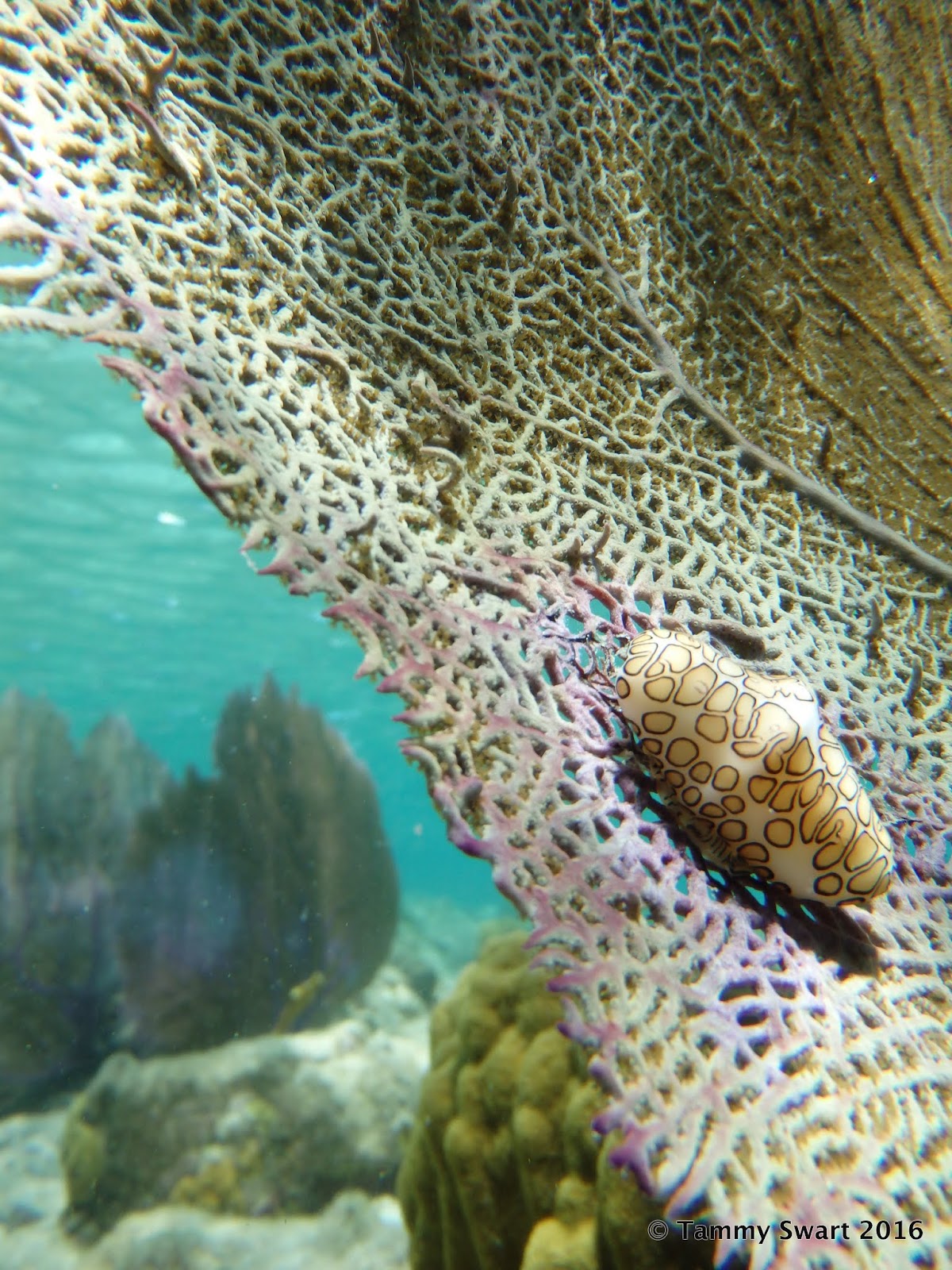 Things we did today...: Discombobulated and Recombobulated