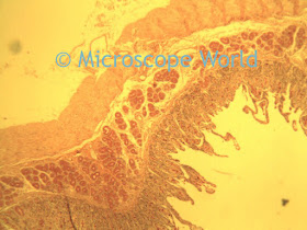 Microscope World Blog: October 2012