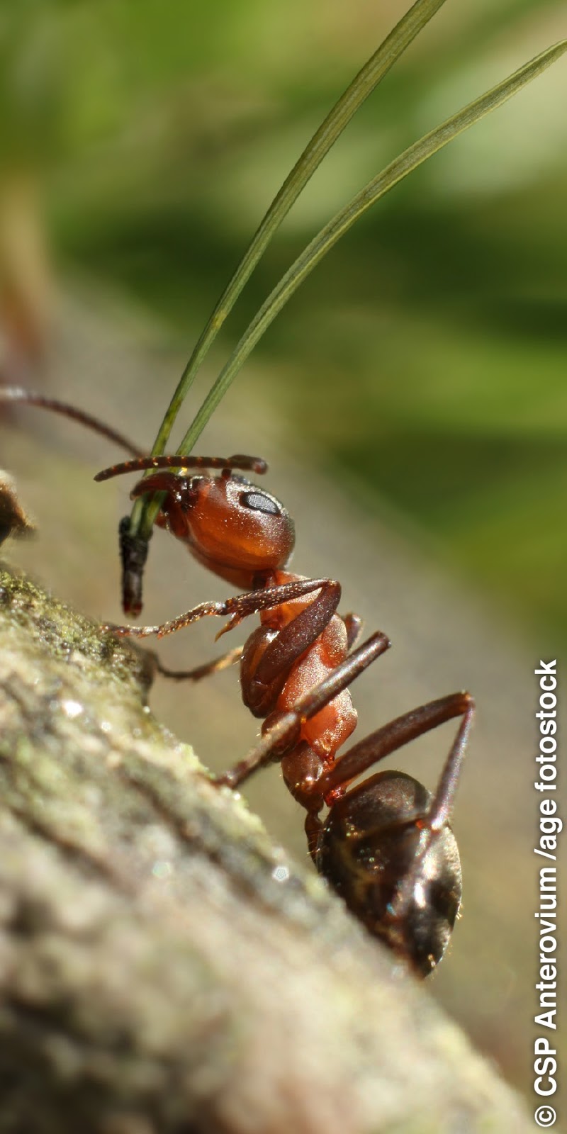 ASCENSION COLLEGE: ANTS AND THEIR UNBELIEVABLE MECHANICAL ABILITY