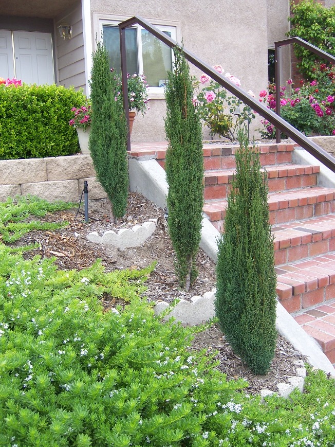 The 2 Minute Gardener: Photo - Tiny Tower Juniper (Cupressus ...