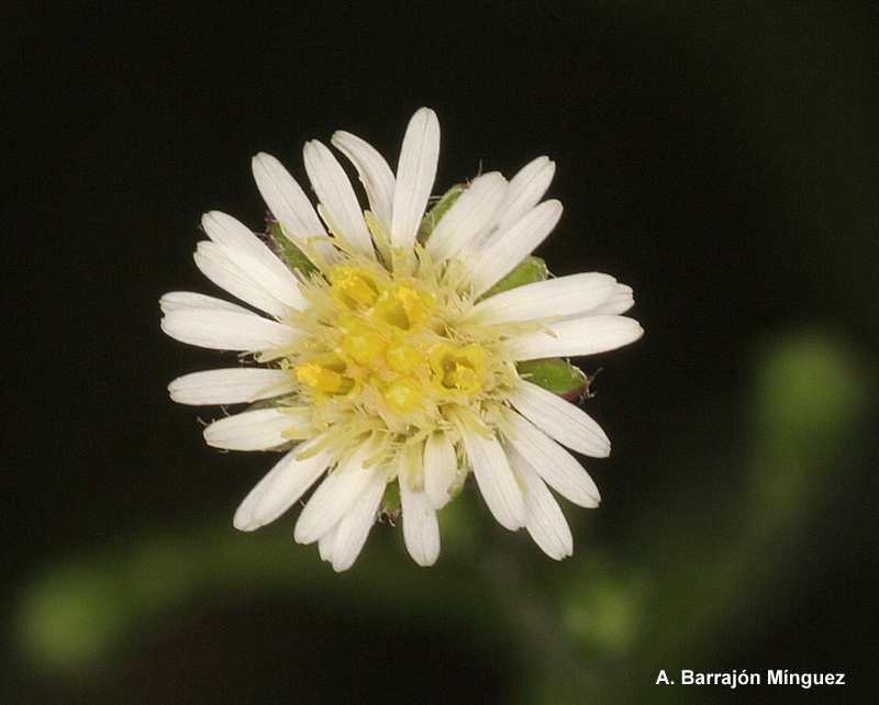 Naturaleza Viva: Conyza canadensis (L.) Cronq. Fam: Asteraceae