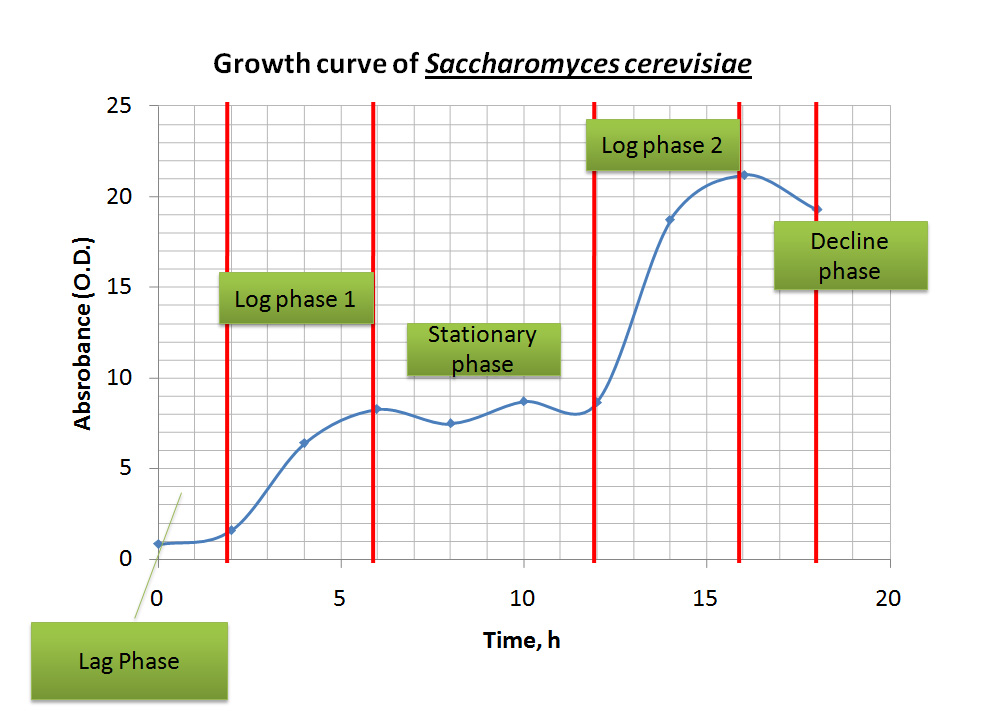 MR BIOREACTOR: Result Interpretation